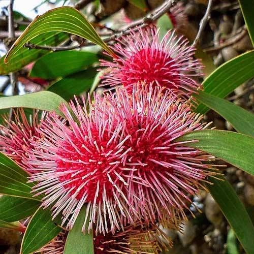The striking Hakea Laurina « Pelicans Landing Garden Centre